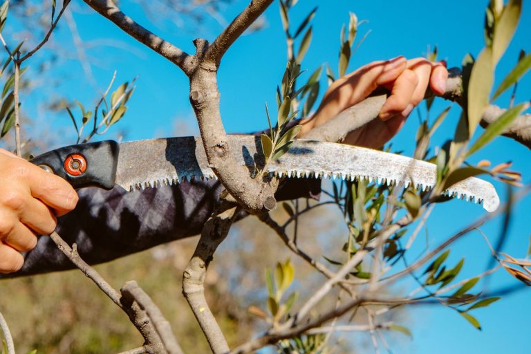 What Are The Types Of Sawing Tools And Their Uses?